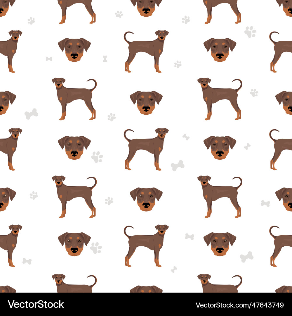 Doberman pinscher dogs seamless pattern different Vector Image