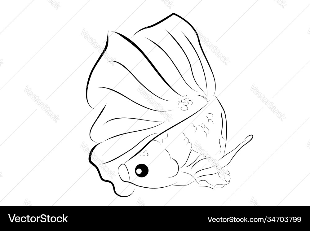 Simple outline betta or siamese fighting fish on Vector Image