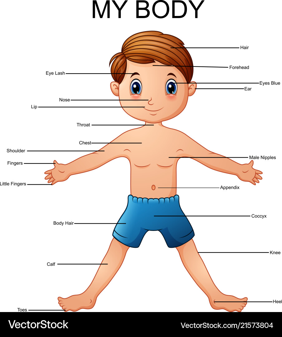 Vocabulary Part Body Royalty Free Vector Image