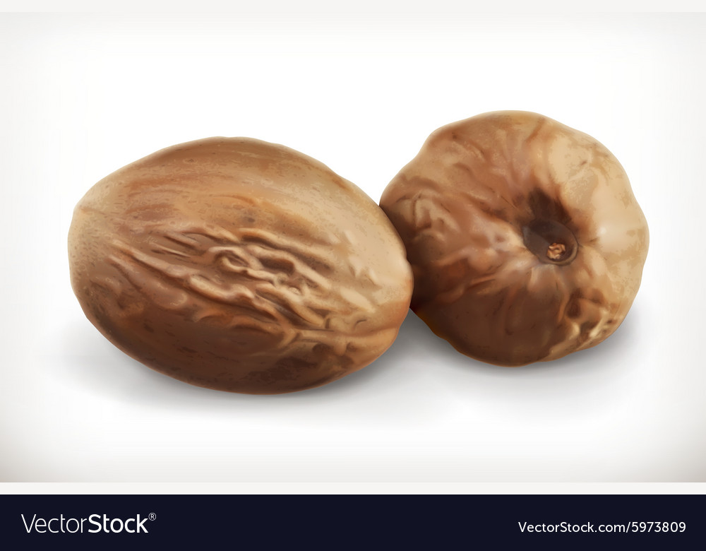 Nutmeg icons Royalty Free Vector Image - VectorStock Nutmeg icons Royalty Free Vector Image - VectorStock