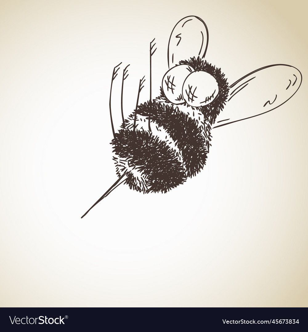 Hand drawn bee Royalty Free Vector Image - VectorStock