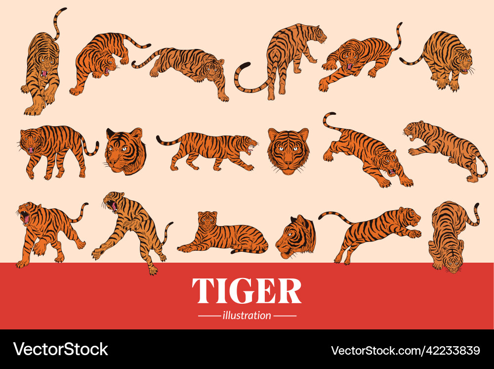 Set mega collection bundle tiger beast face wild Vector Image
