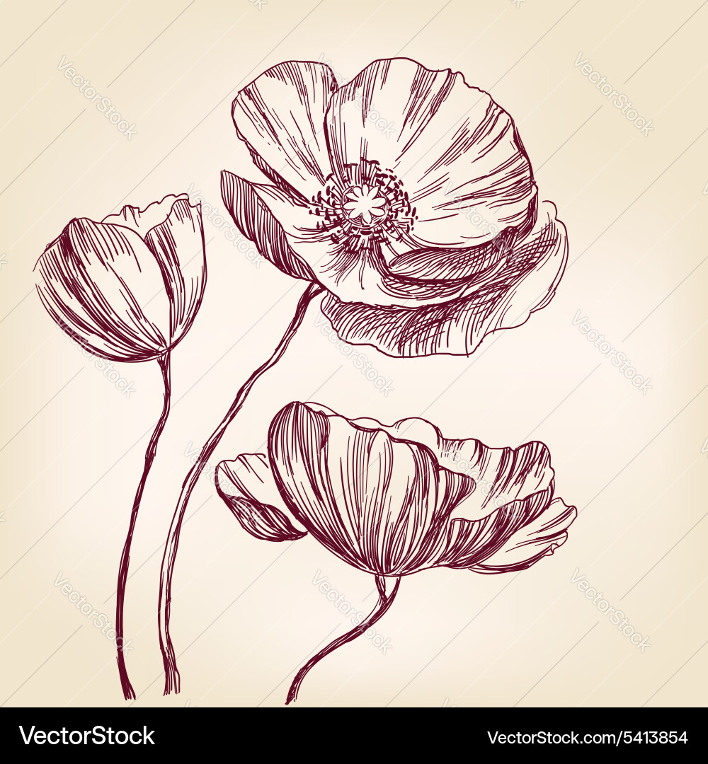 Poppies hand drawn illustration realistic Vector Image