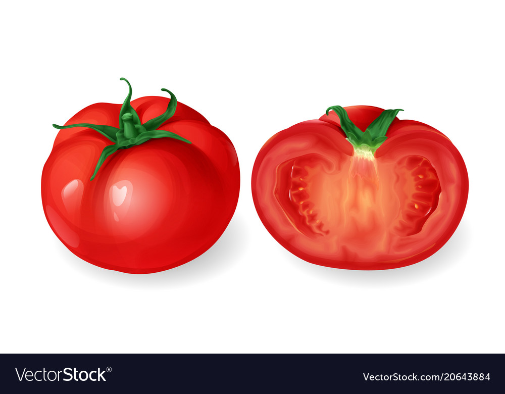 Realistic round tomato vegetable Royalty Free Vector Image Realistic round tomato vegetable Royalty Free Vector Image