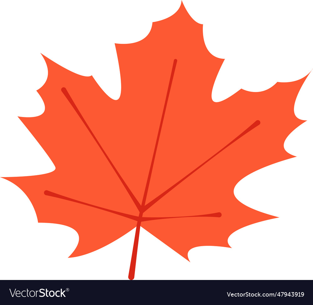 Maple tree leaf Royalty Free Vector Image - VectorStock