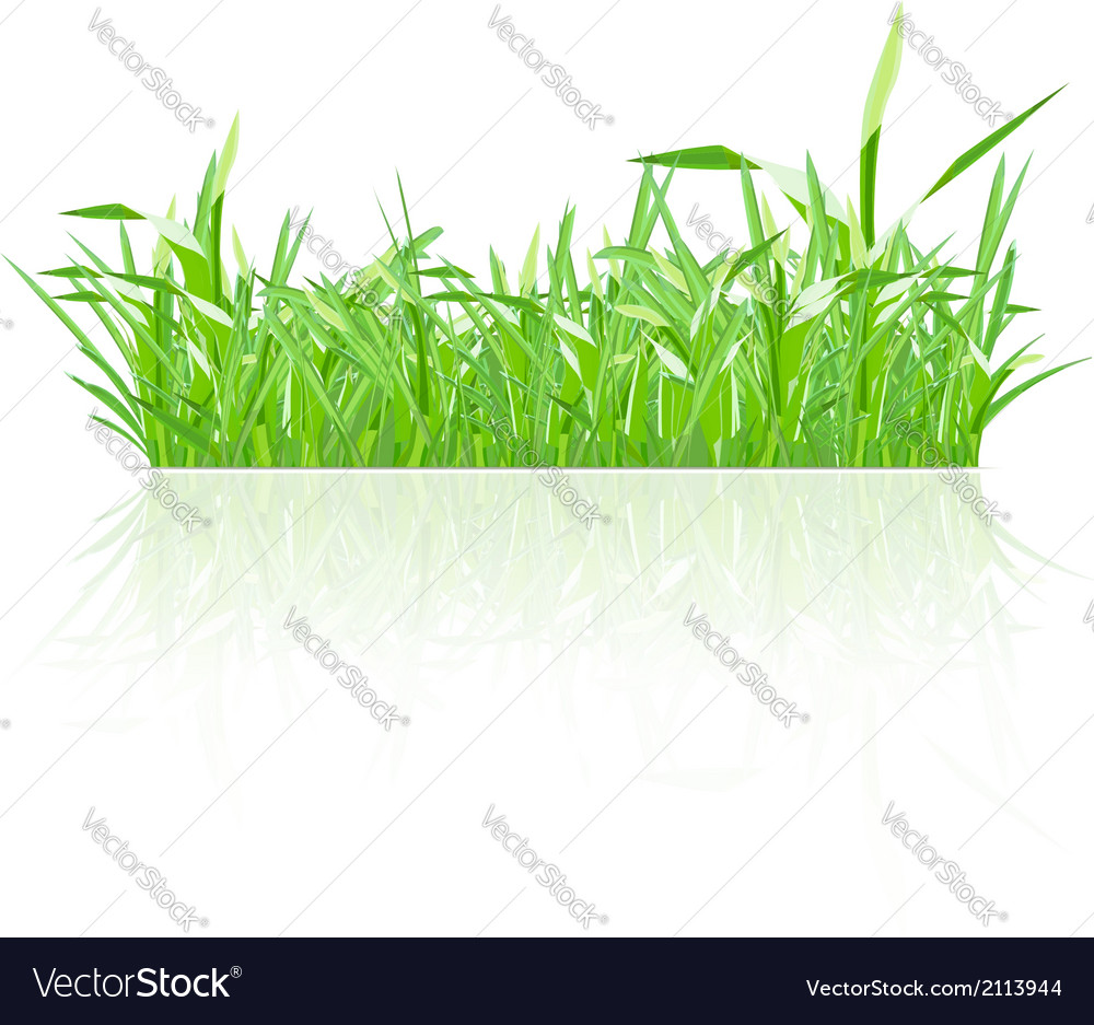Green grass Royalty Free Vector Image - VectorStock