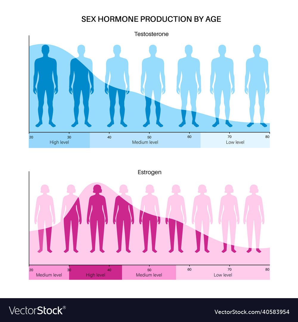 Testosterone estrogen level Royalty Free Vector Image