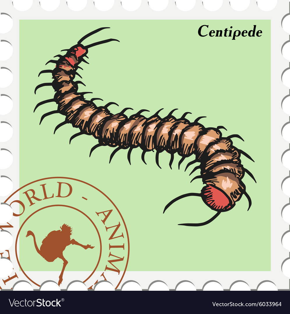 Centipede Royalty Free Vector Image - VectorStock