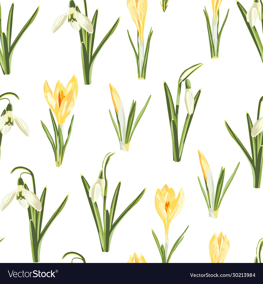 Seamless pattern with white snowdrop flowers Vector Image Seamless pattern with white snowdrop flowers Vector Image