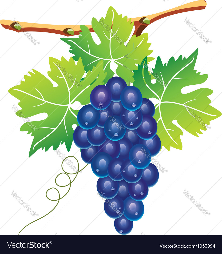 Grape cluster Royalty Free Vector Image - VectorStock