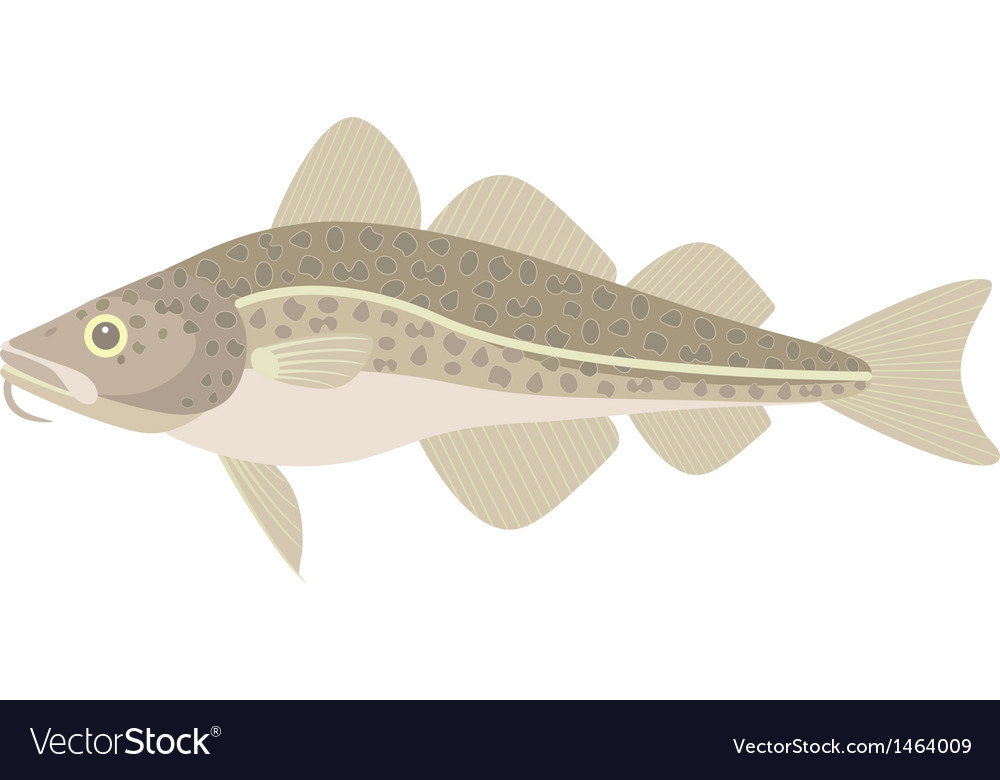 Cod Royalty Free Vector Image - VectorStock