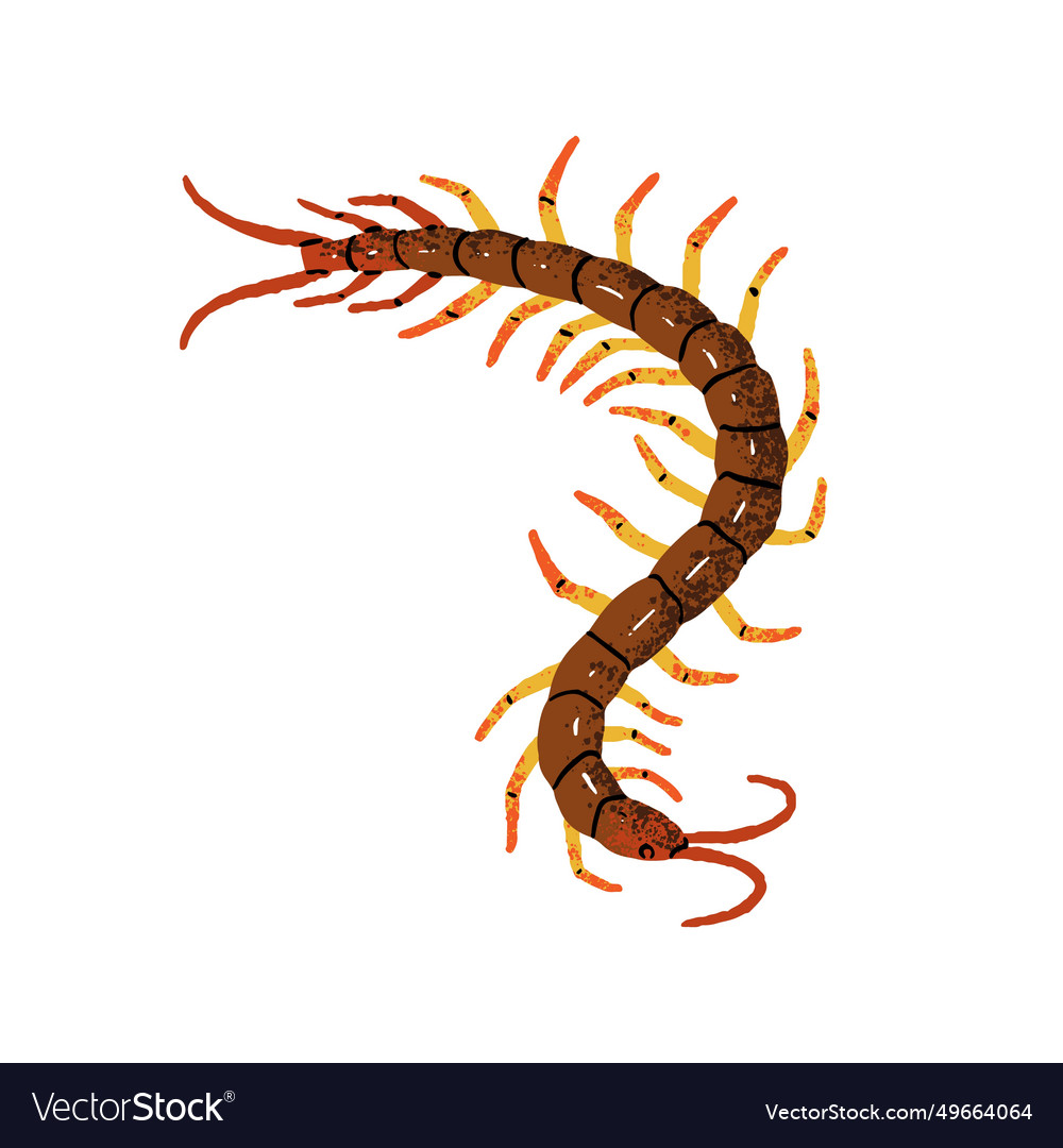 Giant Centipede Scolopendra Gigantea Poison Vector Image