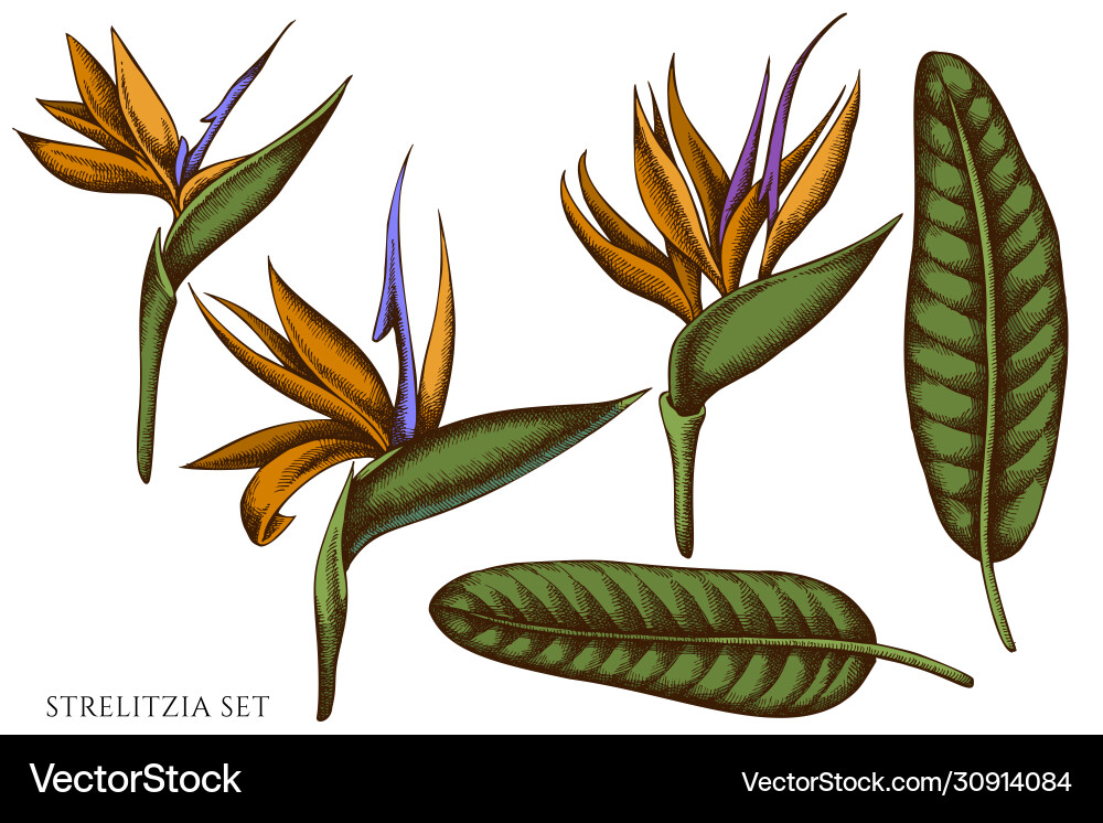 Set hand drawn colored strelitzia Royalty Free Vector Image