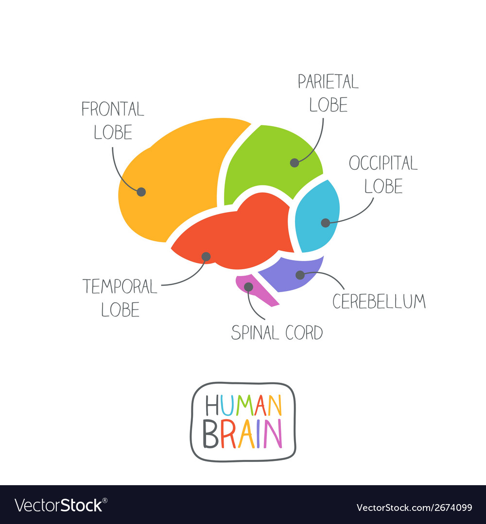 Human brain section Royalty Free Vector Image - VectorStock