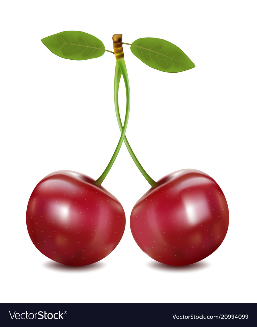 Ripe Red Cherry Berries With Leaves Royalty Free Vector