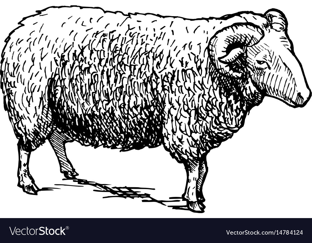 Ram Royalty Free Vector Image - VectorStock