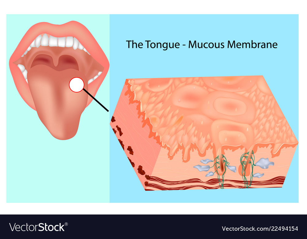 Mucous Membranes