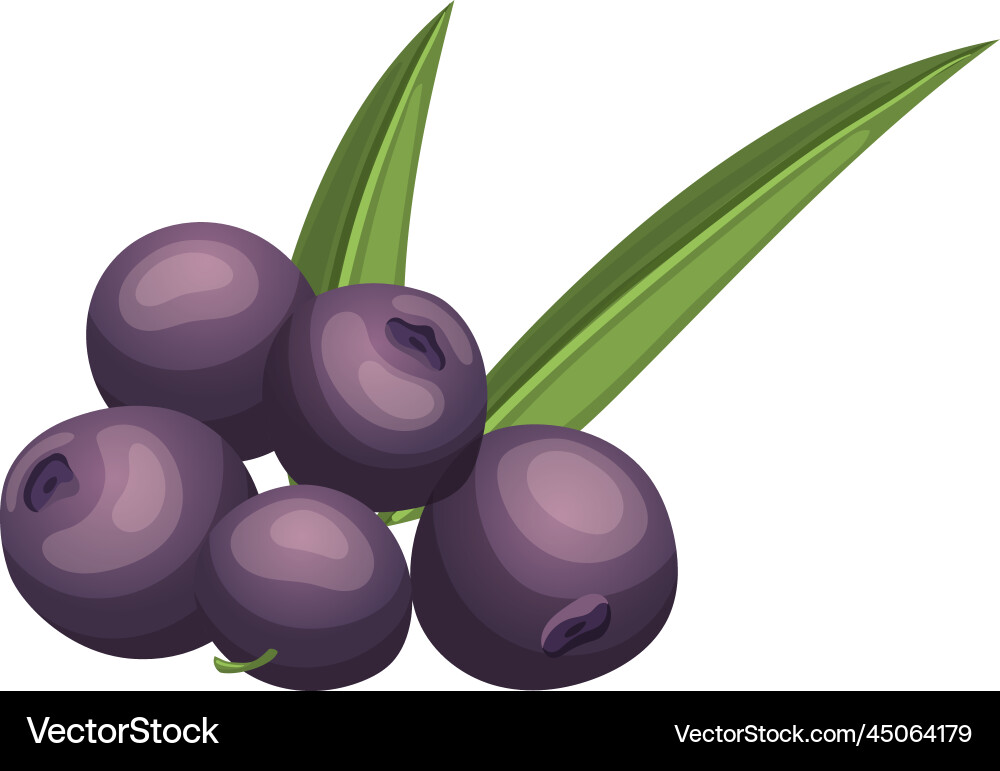 Acai food fruit cartoon Royalty Free Vector Image