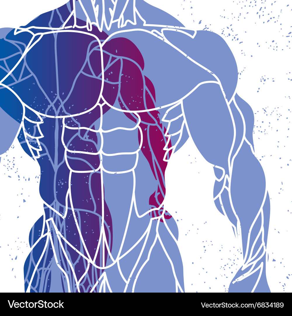 Silhouette a mans torso Royalty Free Vector Image