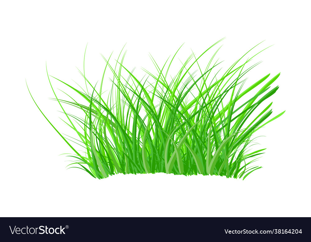 Tuft Grass Isolated On White Background Royalty Free Vector