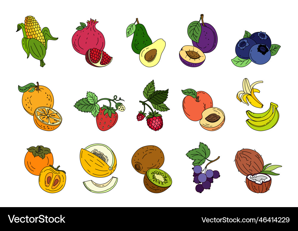 Exotic fruit set doodle color isolated on white Vector Image