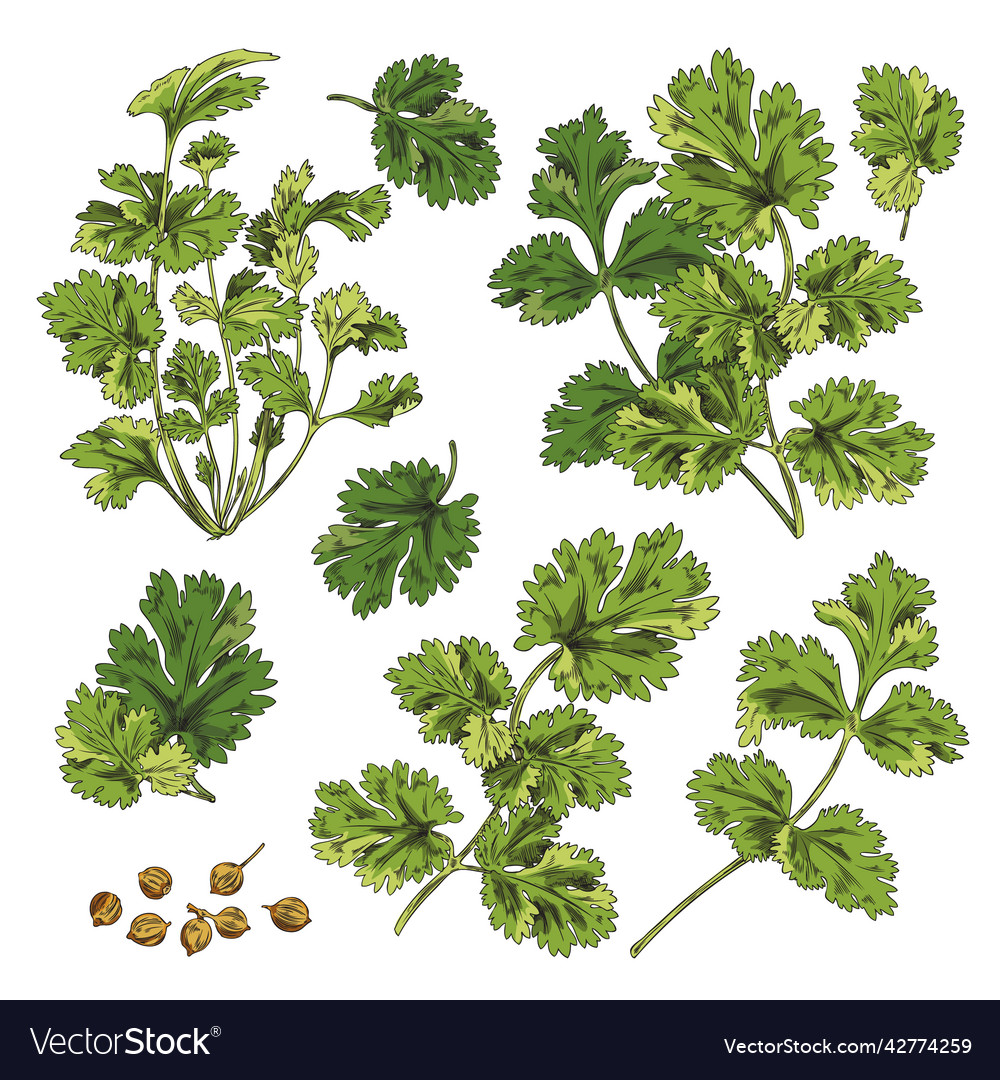 Coriander Leaf Vector