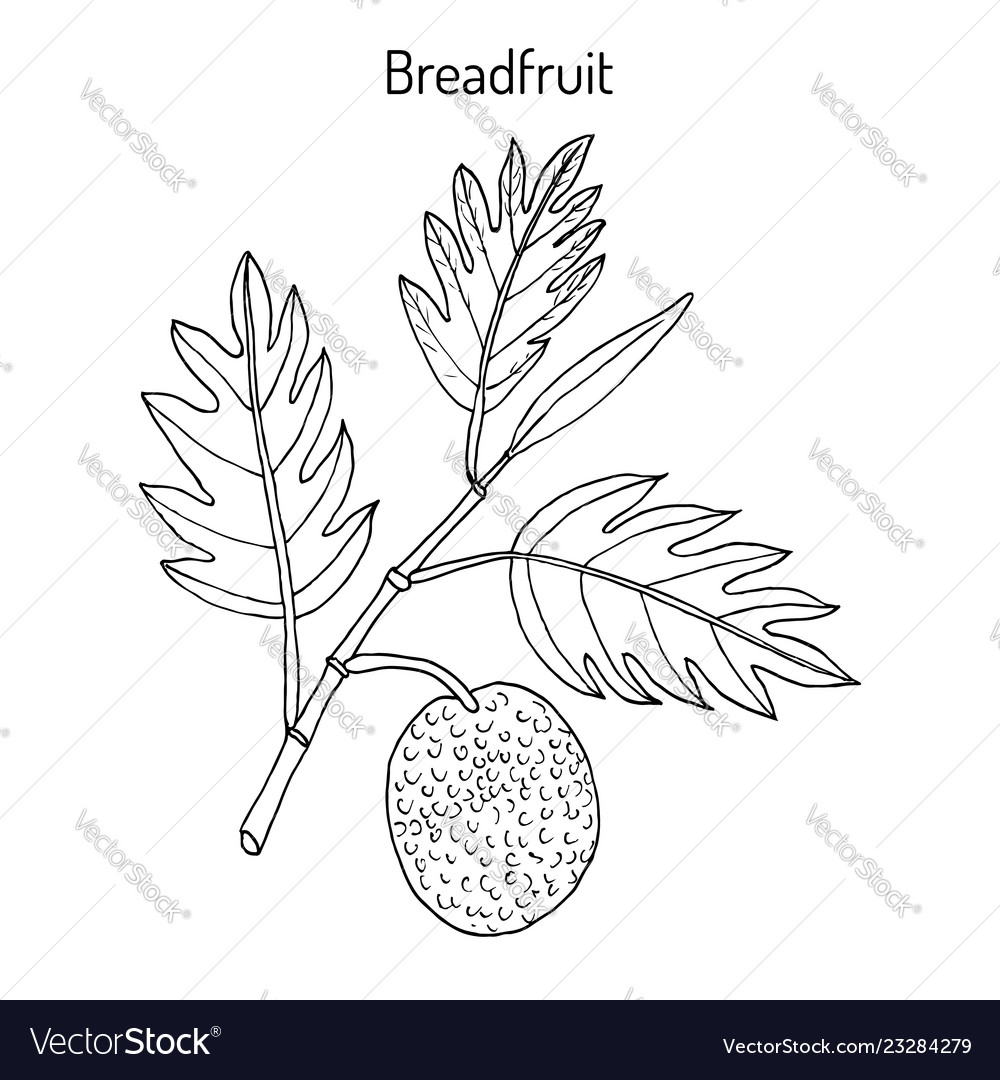 Breadfruit artocarpus altilis eatable Royalty Free Vector Breadfruit artocarpus altilis eatable Royalty Free Vector