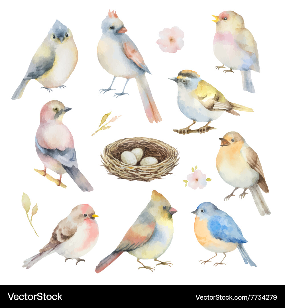 Watercolor set birds Royalty Free Vector Image