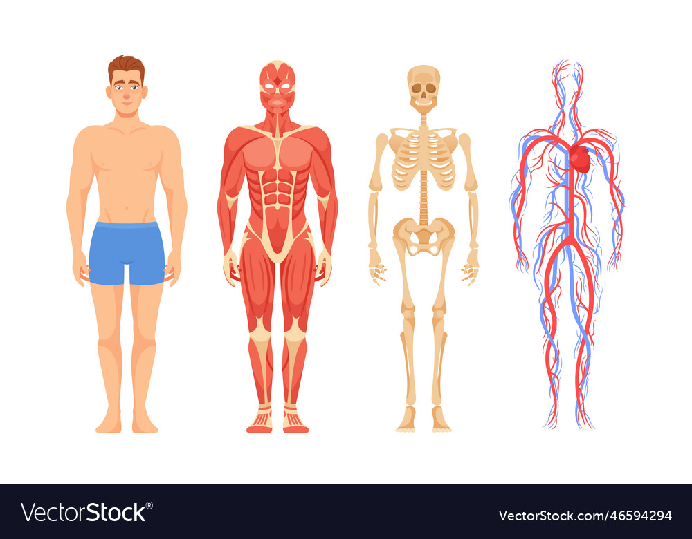Anatomy Of Man Body Parts Systems And Functions Vector Image