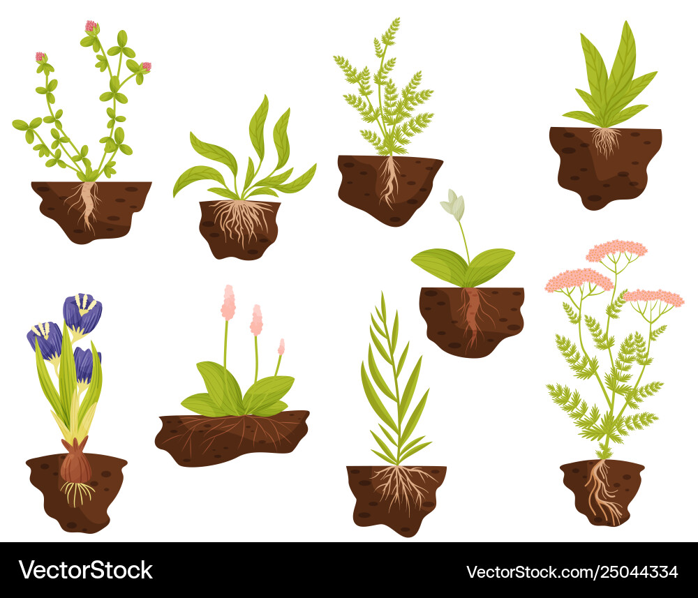 Set plants with roots in ground Royalty Free Vector Image