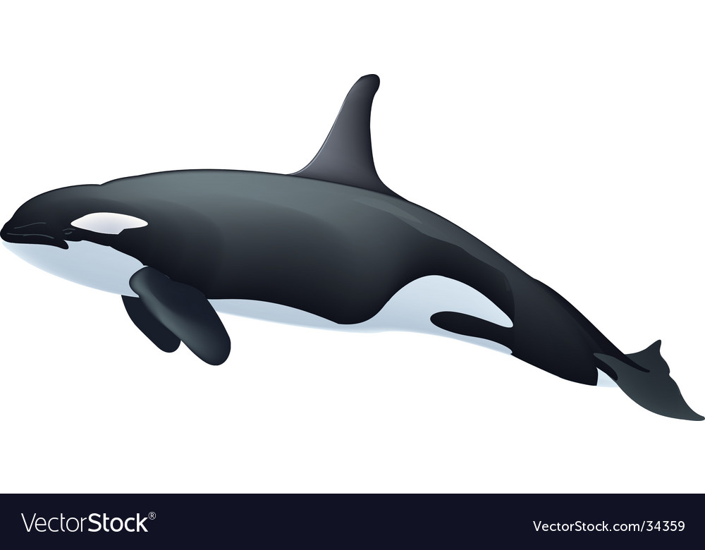 Orca Royalty Free Vector Image - VectorStock