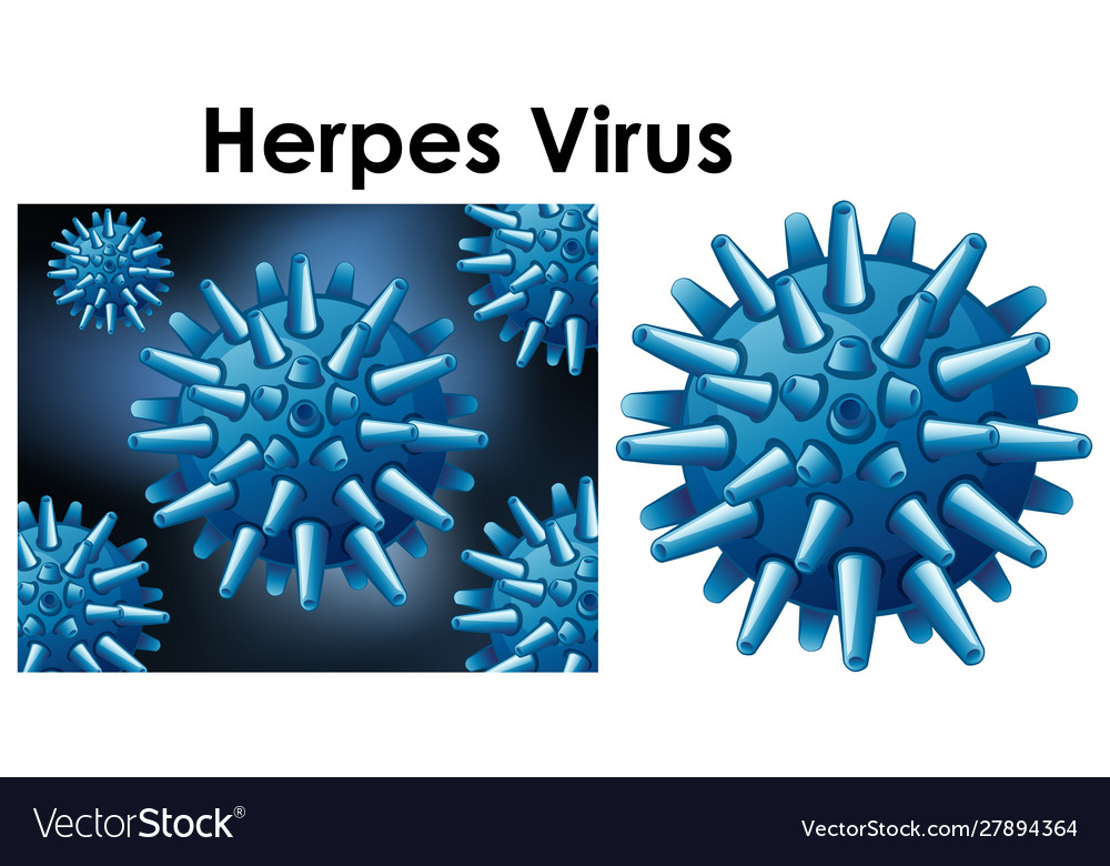 Close up isolated object virus named herpes Vector Image Close up isolated object virus named herpes Vector Image