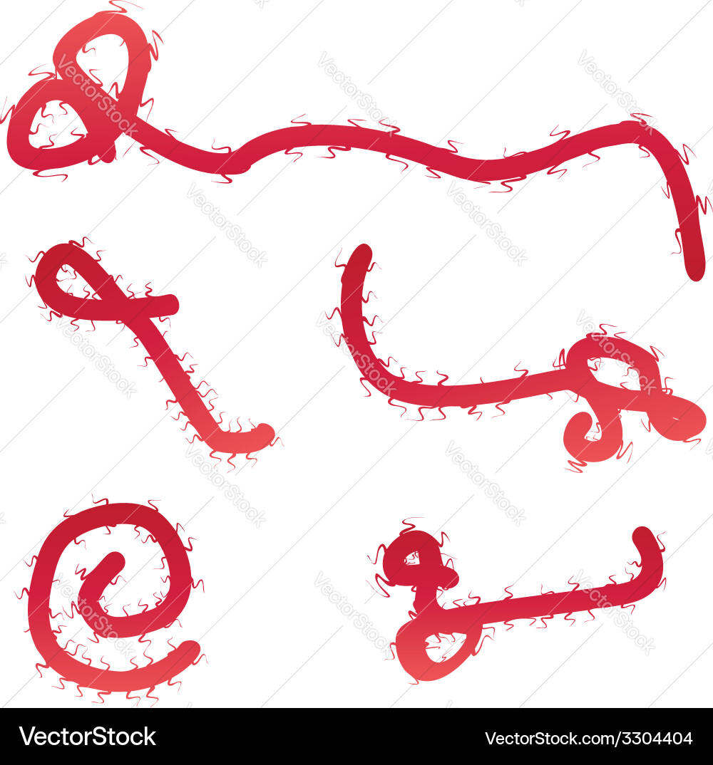 Ebola Virus Royalty Free Vector Image - VectorStock