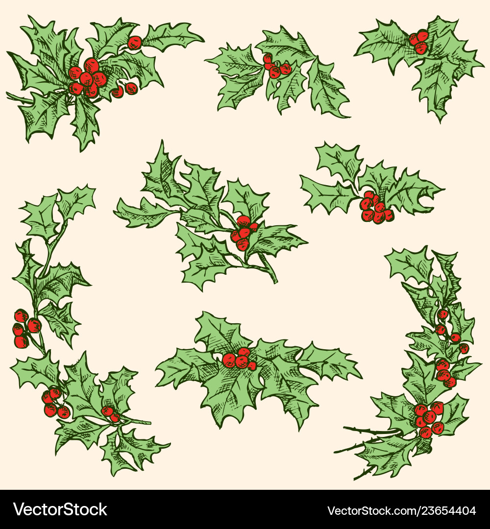 Holly branches with berries Royalty Free Vector Image