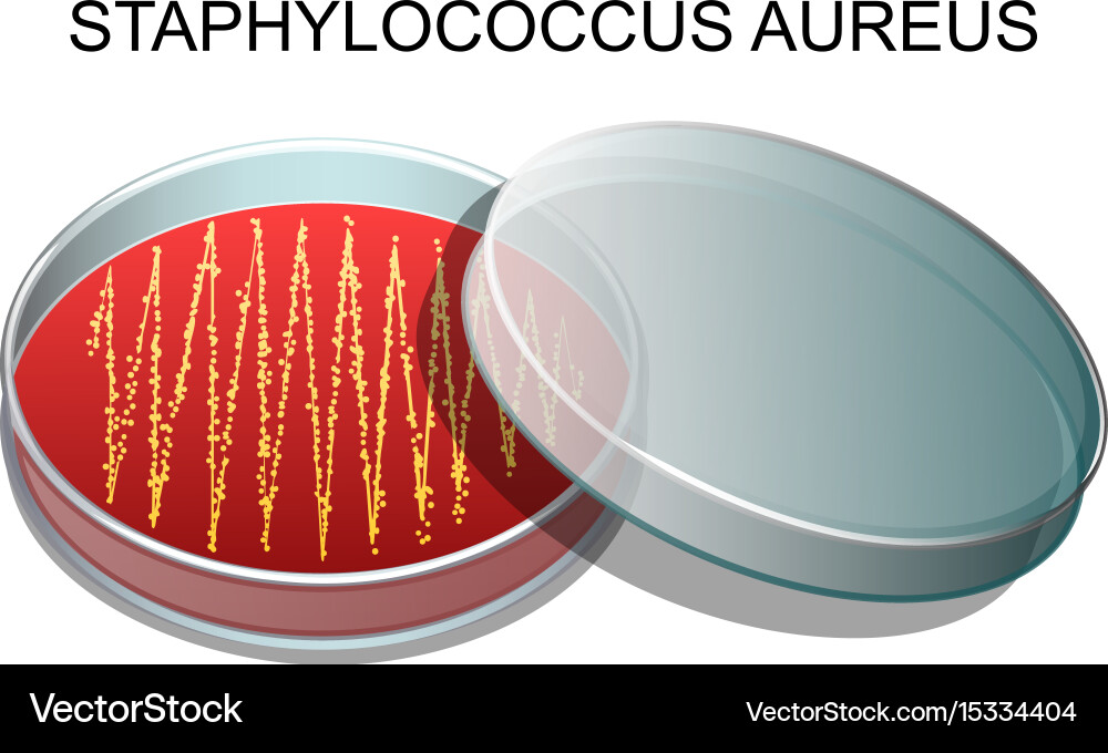 Staphylococcus aureusv Royalty Free Vector Image