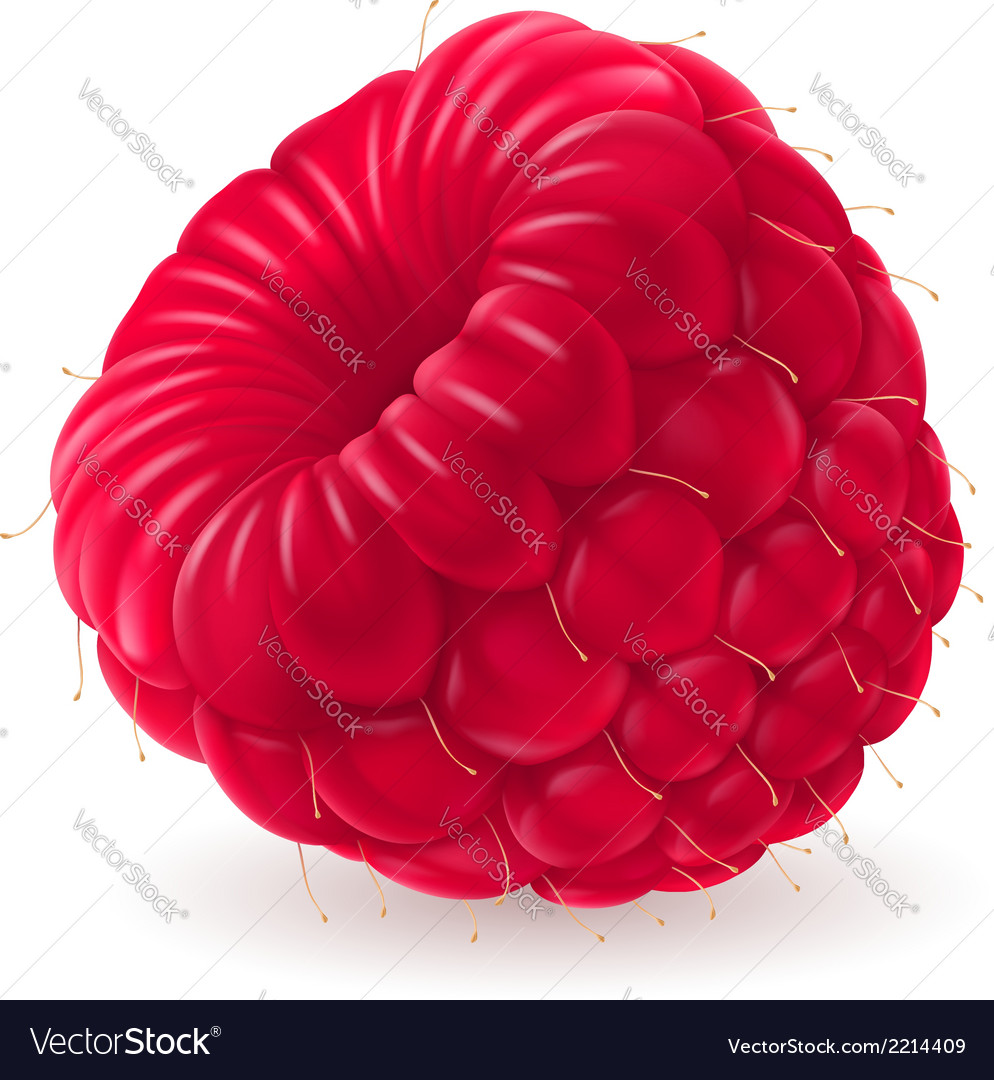 Appetizing fresh raspberry Royalty Free Vector Image