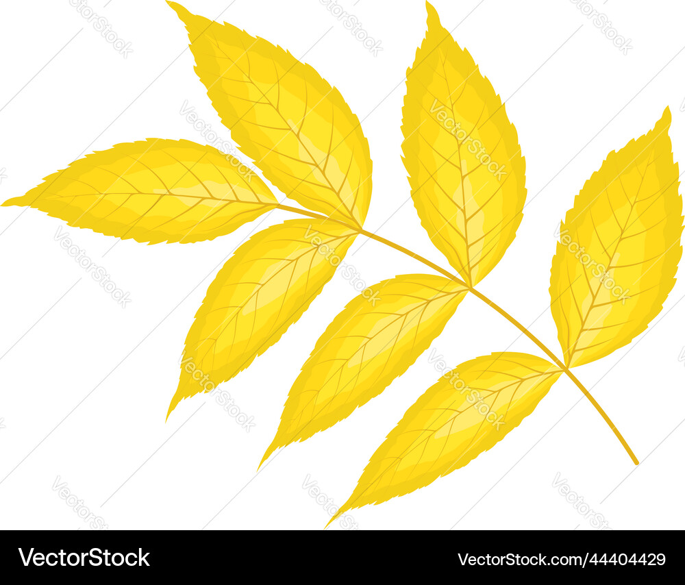 Ash-tree leaf Royalty Free Vector Image - VectorStock