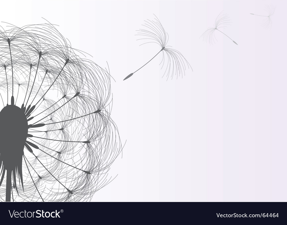 Dandelion Royalty Free Vector Image - VectorStock