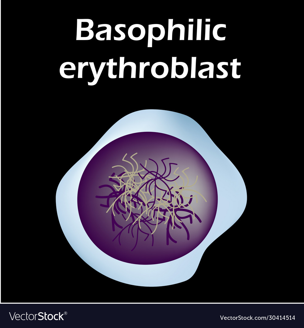 Structure erythrocyte Royalty Free Vector Image