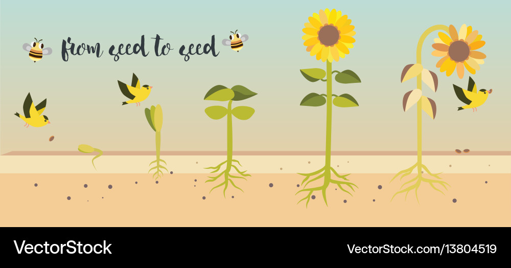 From seed to seed plant growth process Royalty Free Vector