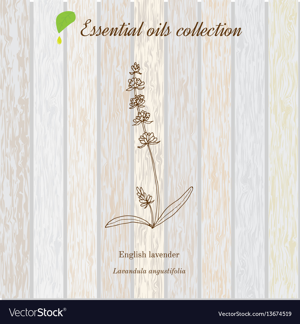 Lavender essential oil label aromatic plant Vector Image