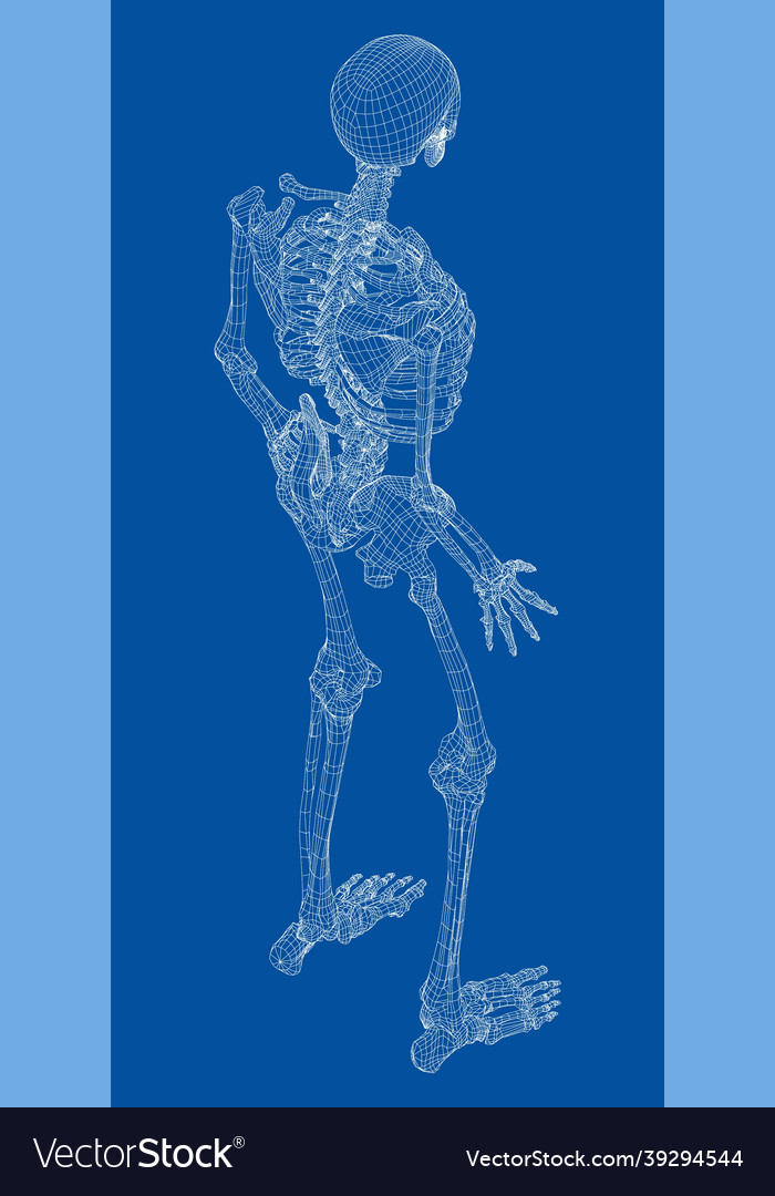 Human skeleton Royalty Free Vector Image - VectorStock