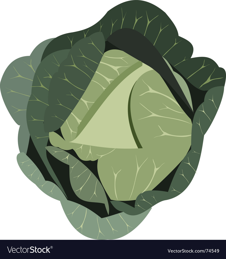 Cabbage Royalty Free Vector Image - VectorStock