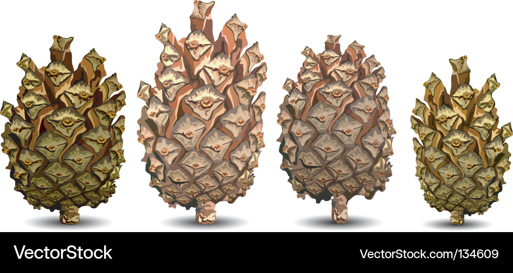 Pine cones Royalty Free Vector Image - VectorStock