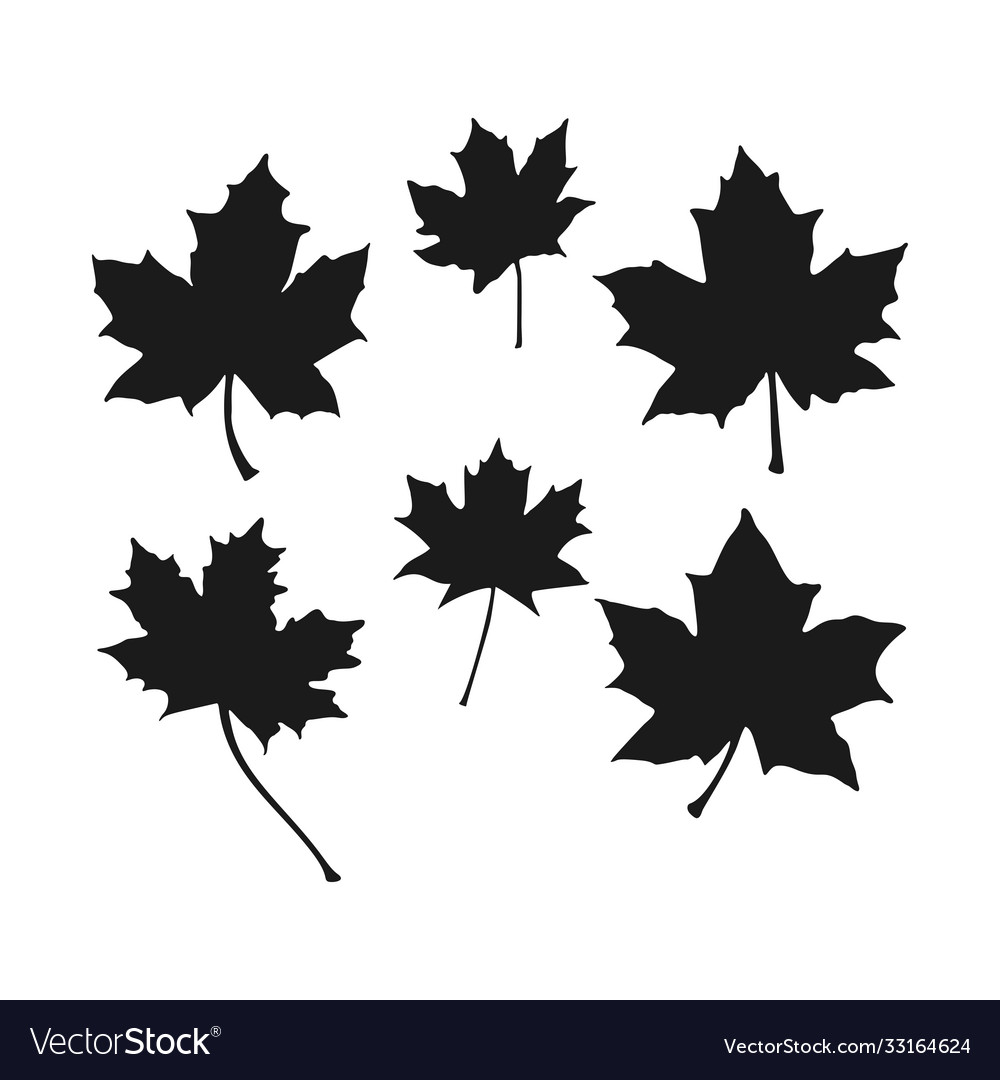 Maple leaf Royalty Free Vector Image - VectorStock