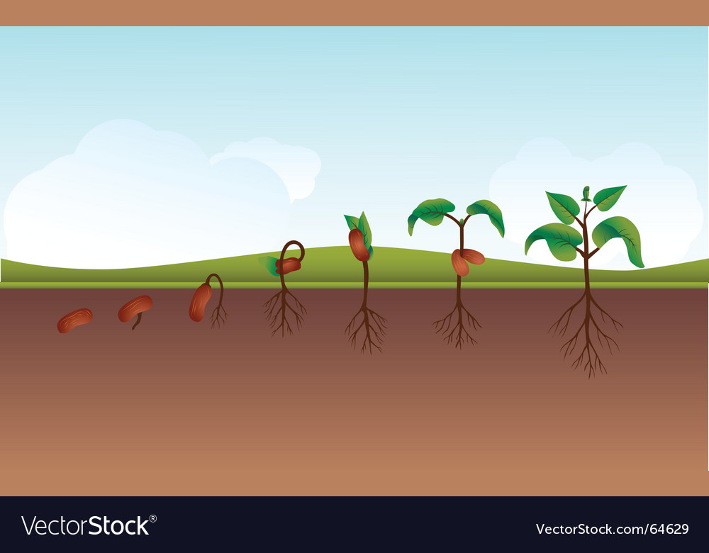 Seeding growing process Royalty Free Vector Image