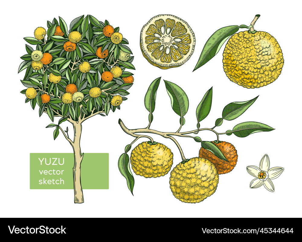 Yuzu set with decorative tree branch fruit leaves Vector Image