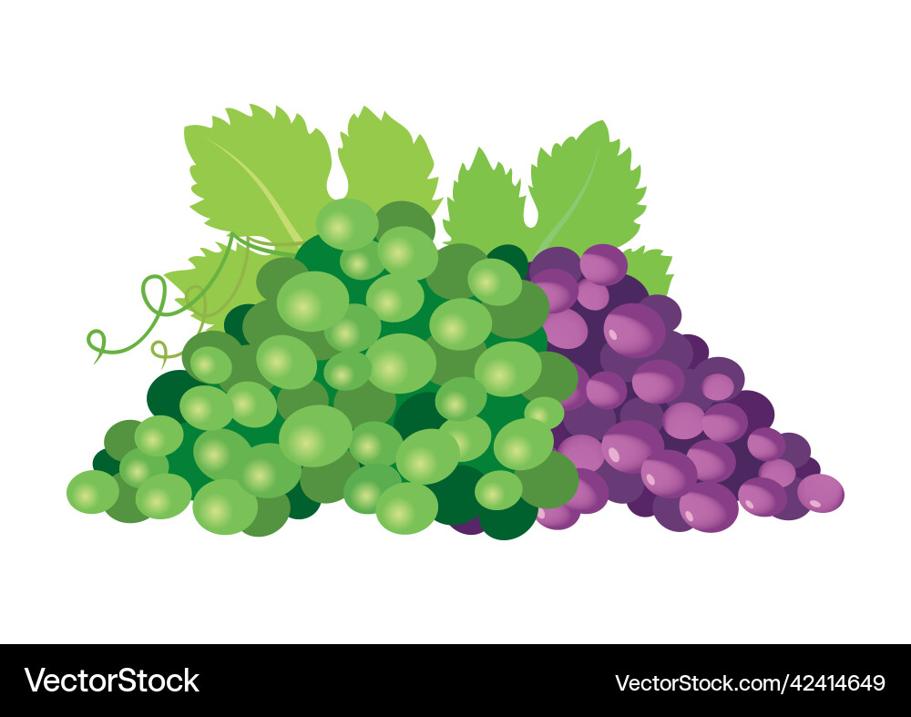 Green and red ripe grapes icon Royalty Free Vector Image