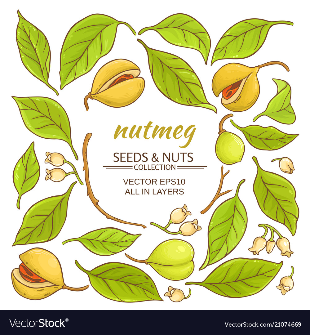 Nutmeg elements set Royalty Free Vector Image - VectorStock