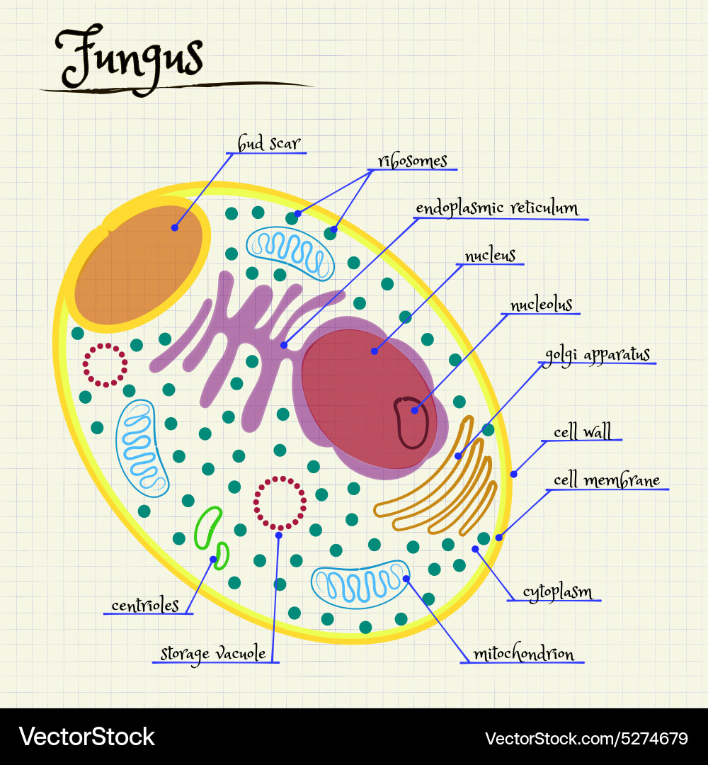 Fungus Royalty Free Vector Image - VectorStock